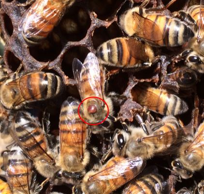 The Coming Varroa Storm – Estrada Farms LLC